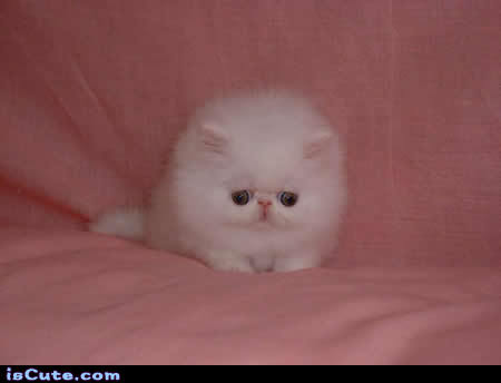 Puff ball kitten @ isCute.com